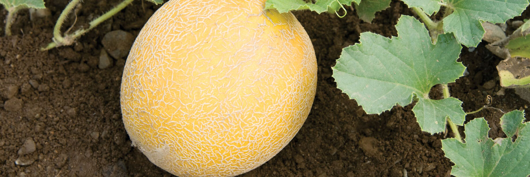 Organic Fruit Seeds & Plants | Johnny's Selected Seeds