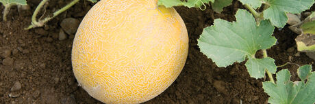 Organic Fruit Seeds & Plants | Johnny's Selected Seeds