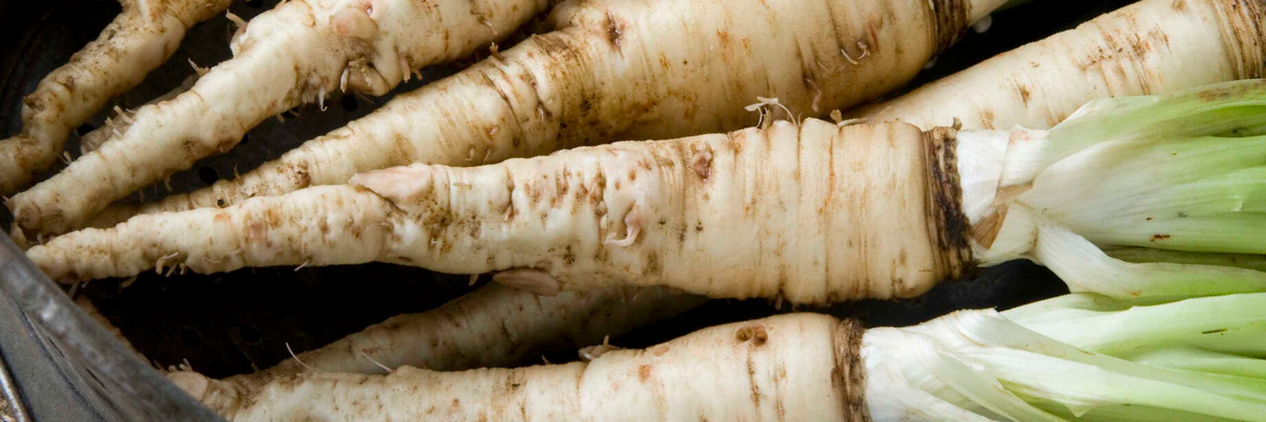 Salsify Seeds - 100% Guaranteed | Johnny's Selected Seeds