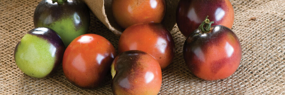 Cocktail Tomato Seeds - Organic Varieties | Johnny's Selected Seeds