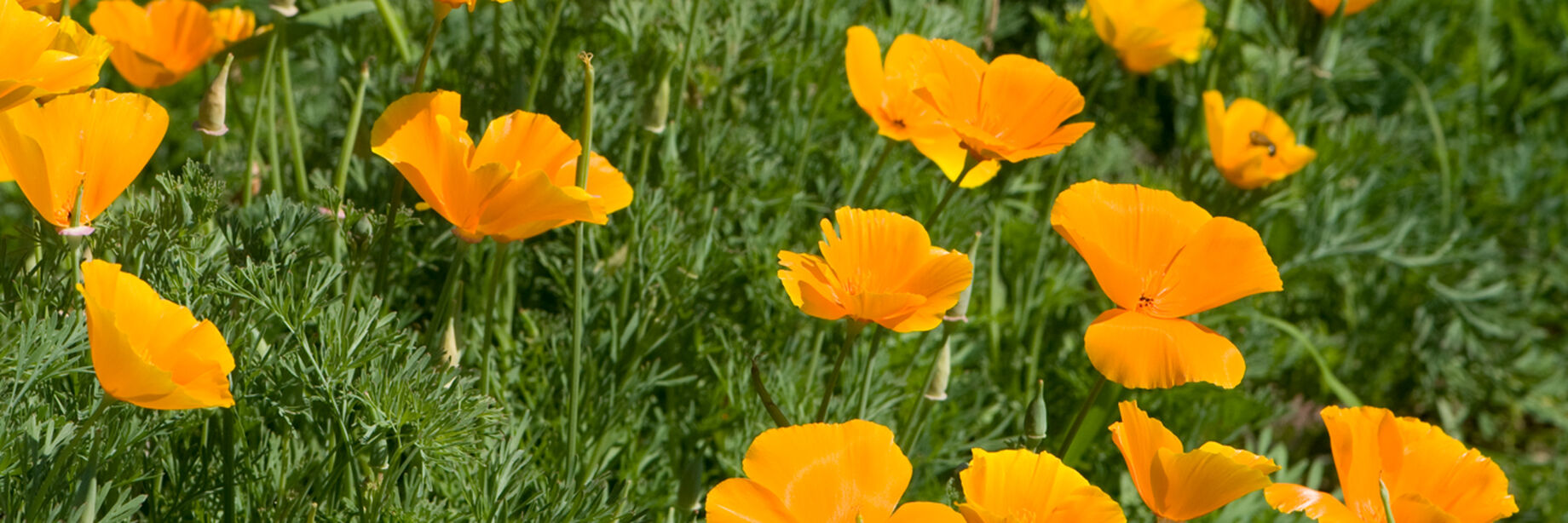Poppy Flower Seeds | Poppy Varieties | Johnny's Selected Seeds