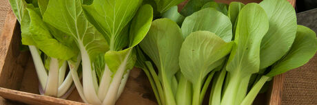 Bok Choy Seeds (Pak Choi Seeds) | Johnny's Selected Seeds