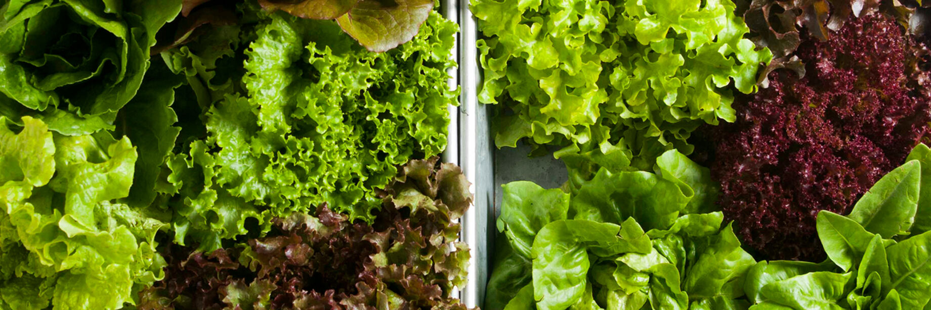 Lettuce Seeds - Organic & Hydroponic Varieties | Johnny's Selected Seeds