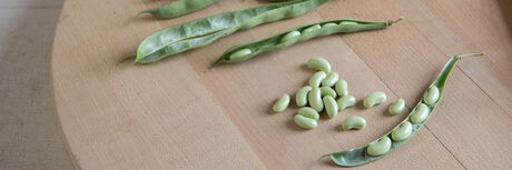 Fresh Shell Bean Seeds | Johnny's Selected Seeds