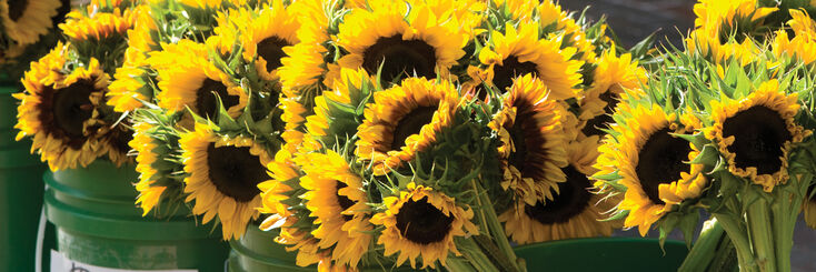 Organic Flower Seeds | Johnny's Selected Seeds