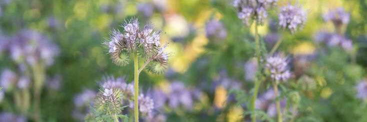 Phacelia Seeds (P. tanacetifolia) | Johnny's Selected Seeds
