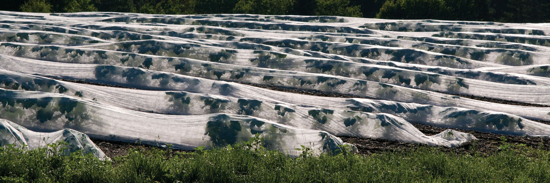 Agribon Insect Barrier | Agribon AG-15 | Johnny's Selected Seeds