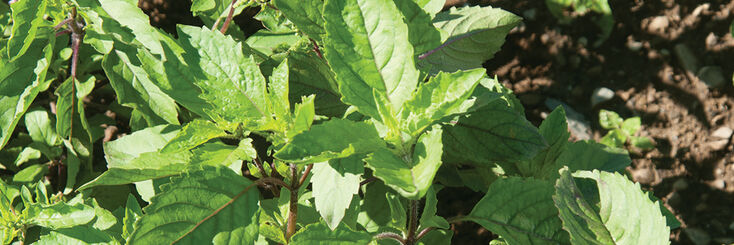 Holy Basil Seeds - Organic Varieties | Johnny's Selected Seeds