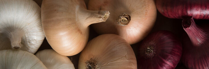 Cipollini Onion Seeds | Johnny's Selected Seeds
