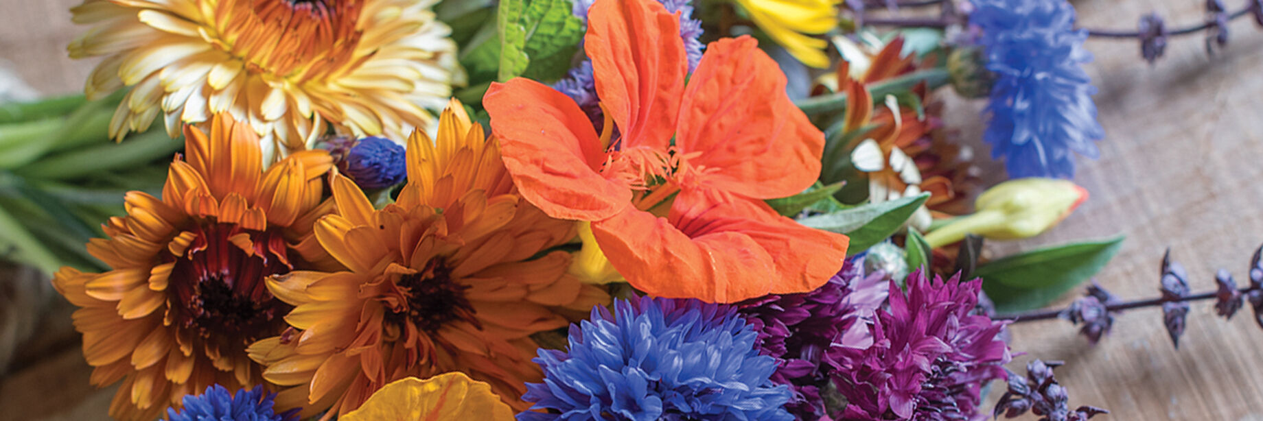 Flower Seed Mixes & Collections | Johnny's Selected Seeds