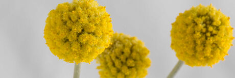 Craspedia Seeds (Drumstick Flowers) | Johnny's Selected Seeds