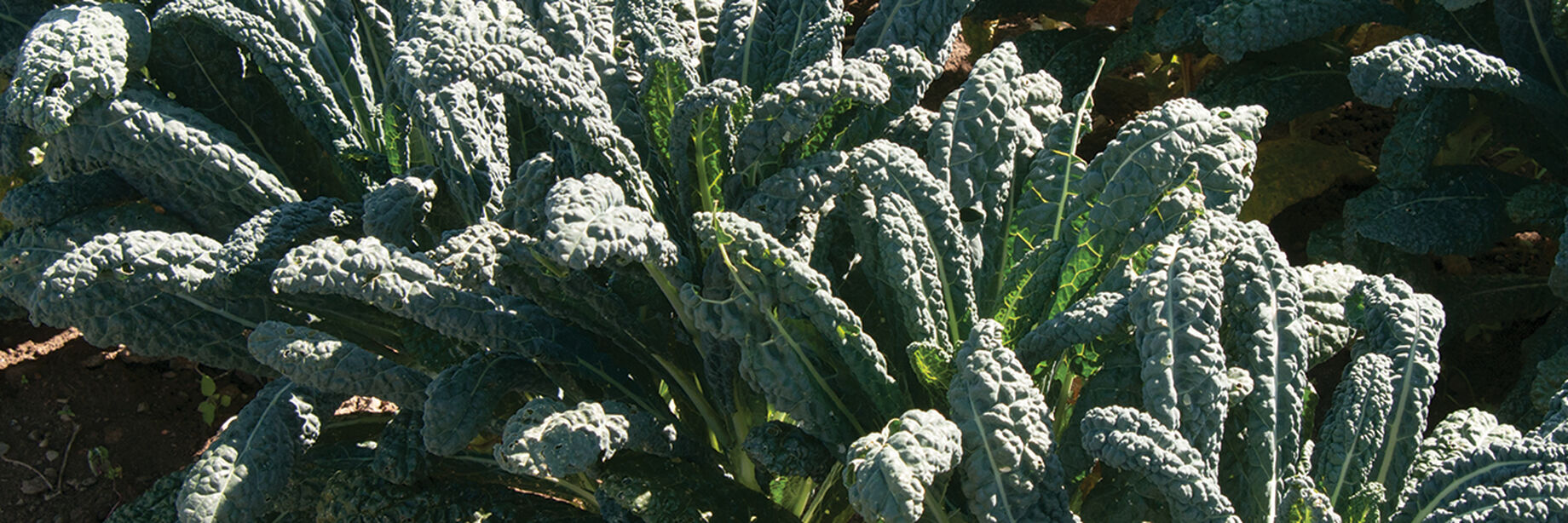 Lacinato (Toscano or Dinosaur) Kale Seeds | Johnny's Selected Seeds