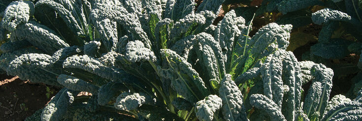 Lacinato (Toscano or Dinosaur) Kale Seeds | Johnny's Selected Seeds