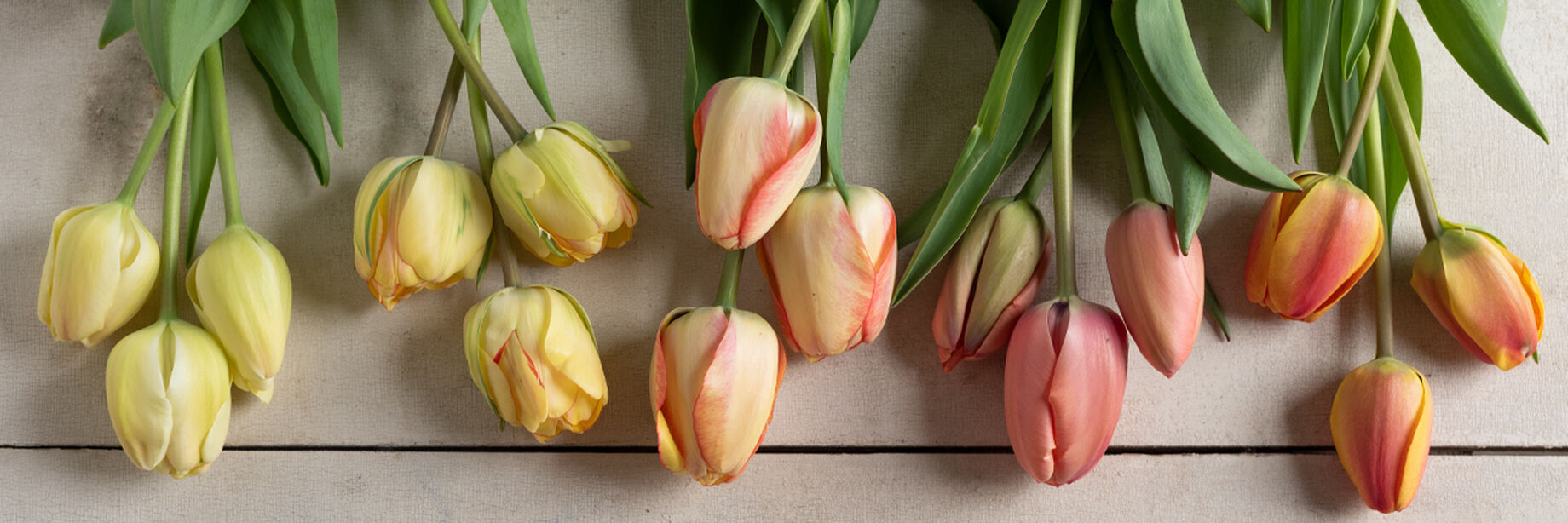 Tulip Bulbs | 100% Guaranteed | Johnny's Selected Seeds