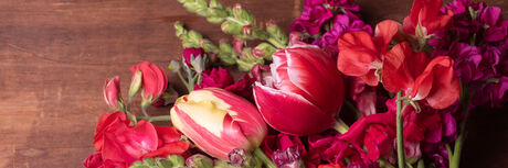 Red Flower Varieties | Johnny's Selected Seeds