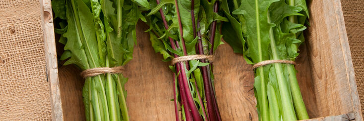 Italian Dandelion Seeds - Organic Varieties | Johnny's Selected Seeds