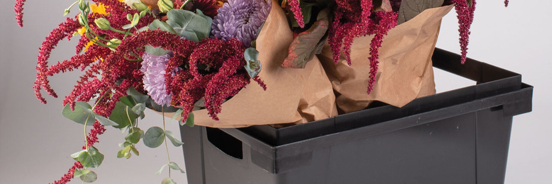 Valencia Series - Procona System | Johnny's Selected Seeds