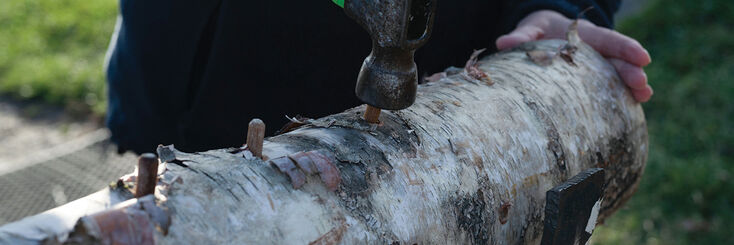 Mushroom Plug Spawn | Johnny's Selected Seeds