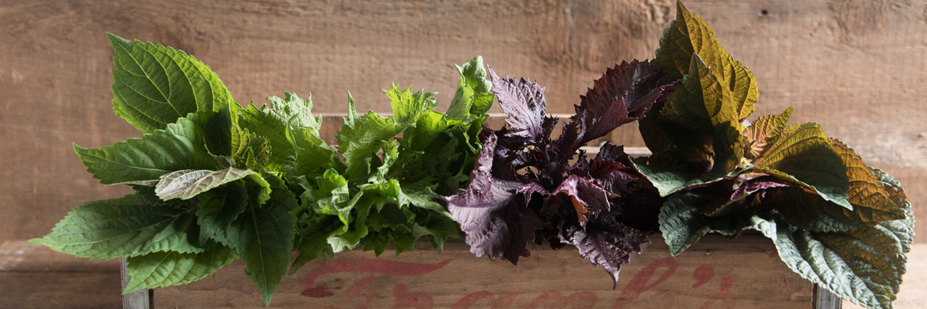 Shiso Seeds (Perilla Seeds) | Johnny's Selected Seeds