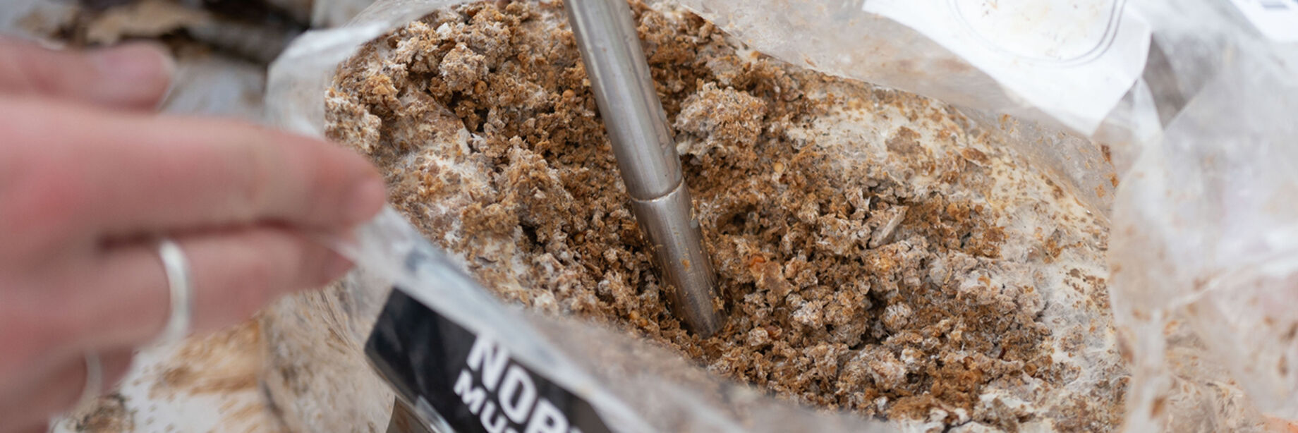 Mushroom Sawdust Spawn | Johnny's Selected Seeds