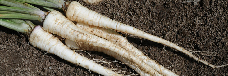 Root Parsley Seeds (Hamburg Parsley) | Johnny's Selected Seeds