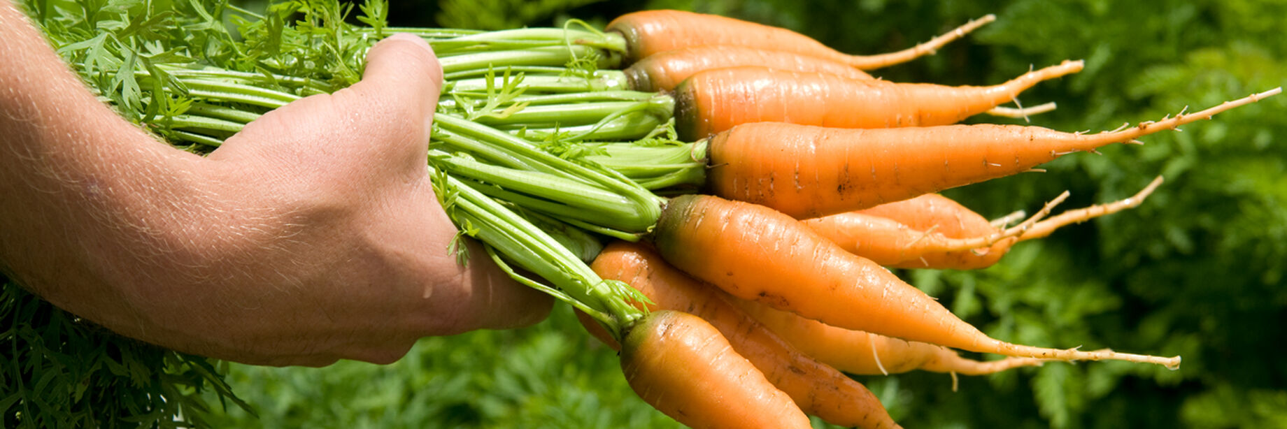 Early Carrot Varieties - Organic Seeds | Johnny's Selected Seeds