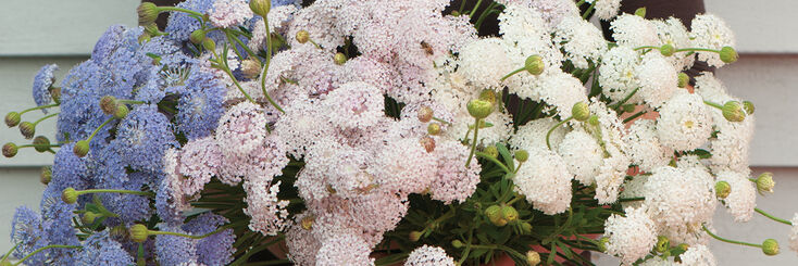 Didiscus Seeds (Lace Flower) | Johnny's Selected Seeds