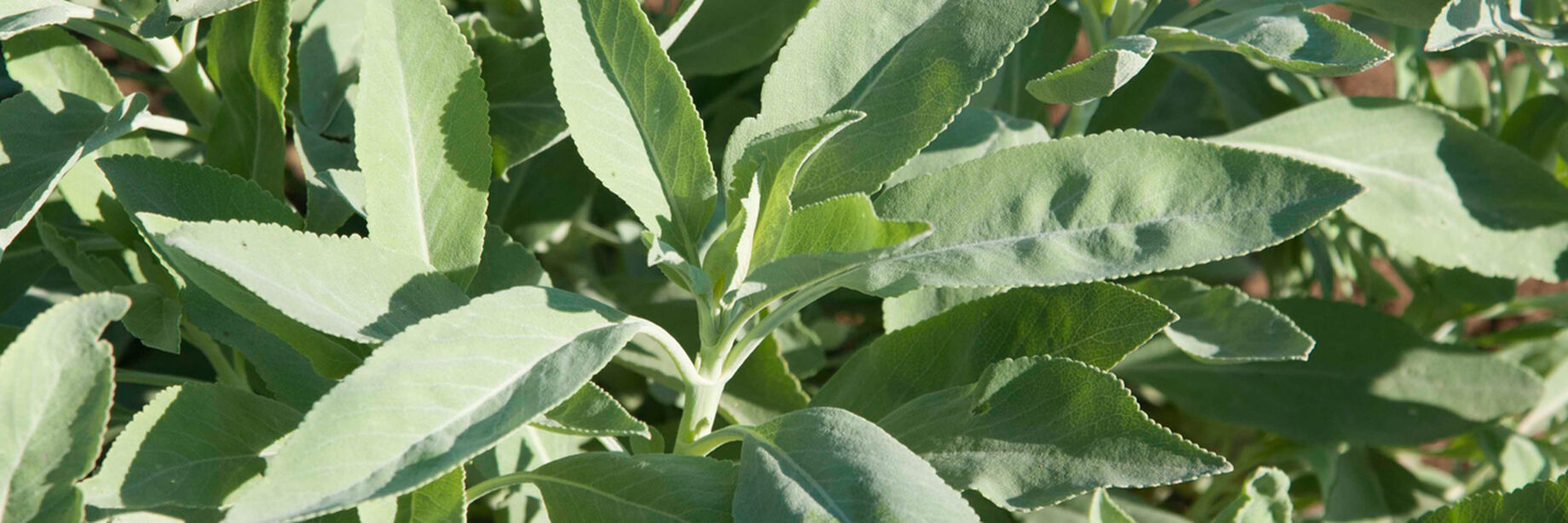 Sage Seeds - Organic Varieties | Johnny's Selected Seeds
