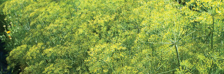 Dill Seeds - Organic Varieties | Johnny's Selected Seeds