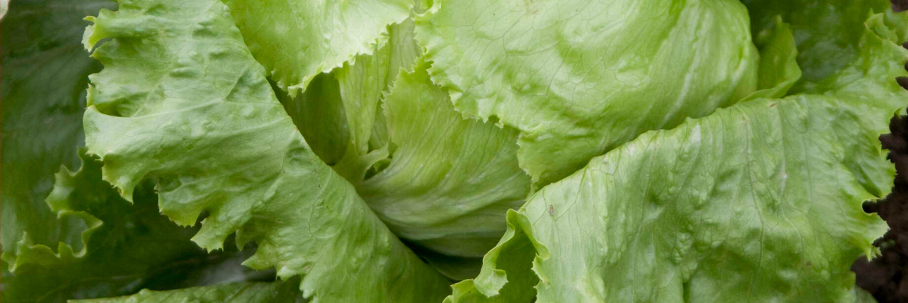 Iceberg Lettuce Seeds - Organic Varieties | Johnny's Selected Seeds