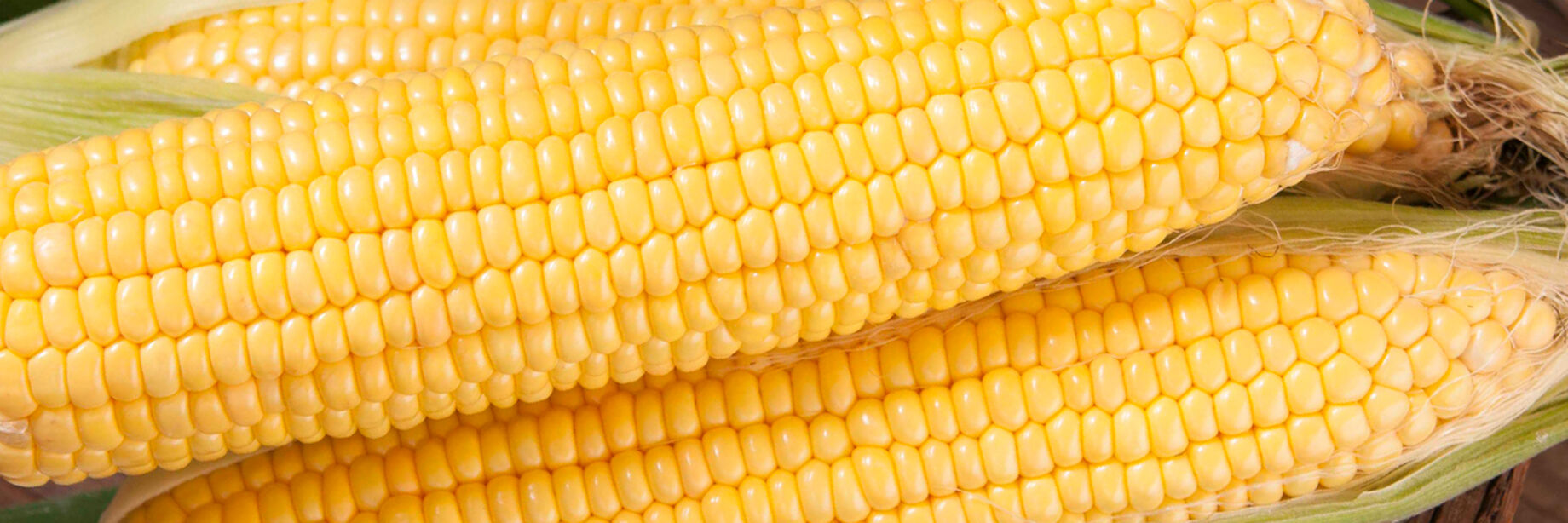 Sweet Corn Seed - Non GMO Varieties | Johnny's Selected Seeds