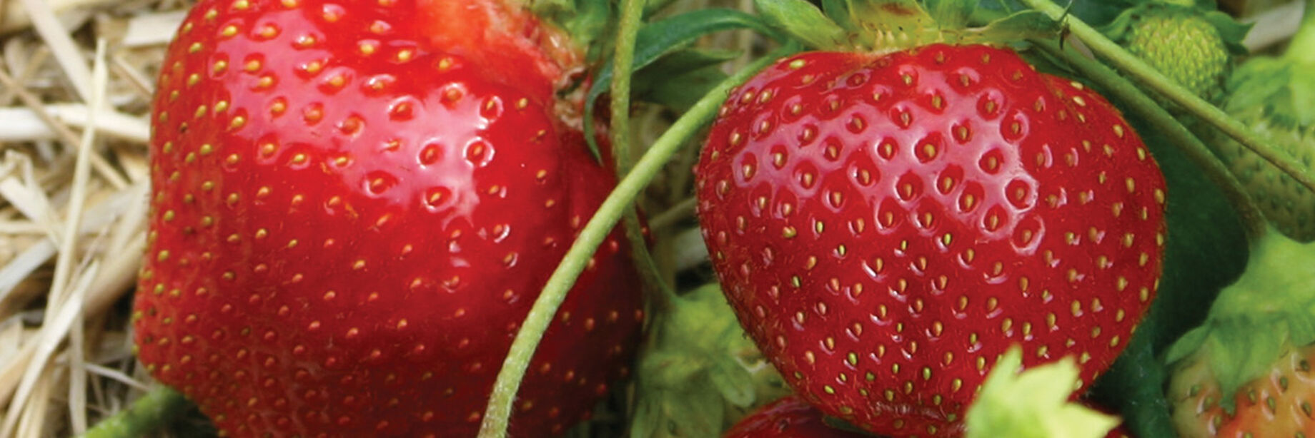 Fruit Plants & Berry Plants | Johnny's Selected Seeds