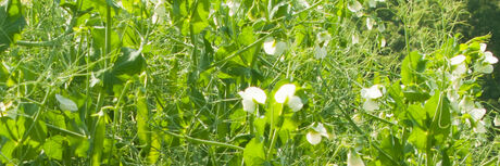 Organic Farm Seed & Cover Crop Seeds | Johnny's Selected Seeds