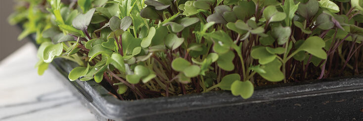 Microgreen Trays | Johnny's Selected Seeds