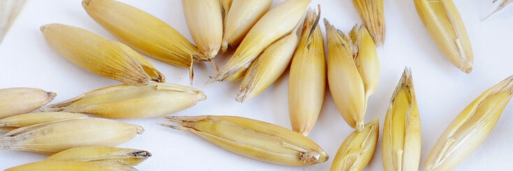 Organic Oat Seeds - Grain Production & Cover Crops | Johnny's Selected ...