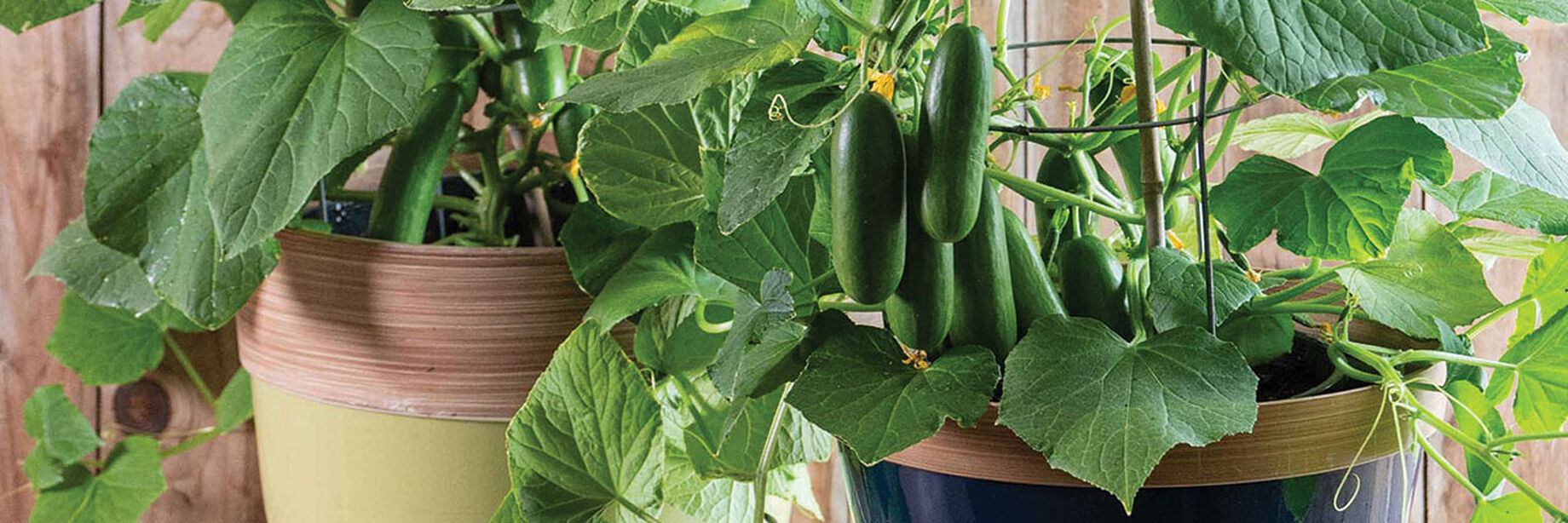 Vegetable Seed Varieties for Container Gardening | Johnny's Selected Seeds
