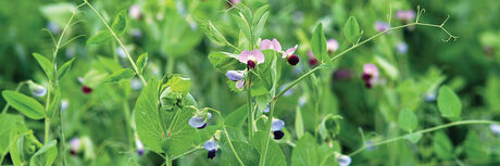 Field Pea Seeds - Cover Crops | Johnny's Selected Seeds