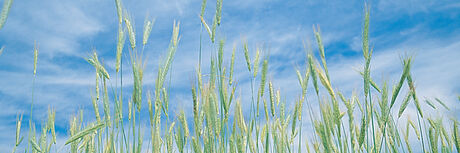 Winter Rye Seed - Farm Seed & Cover Crops | Johnny's Selected Seeds