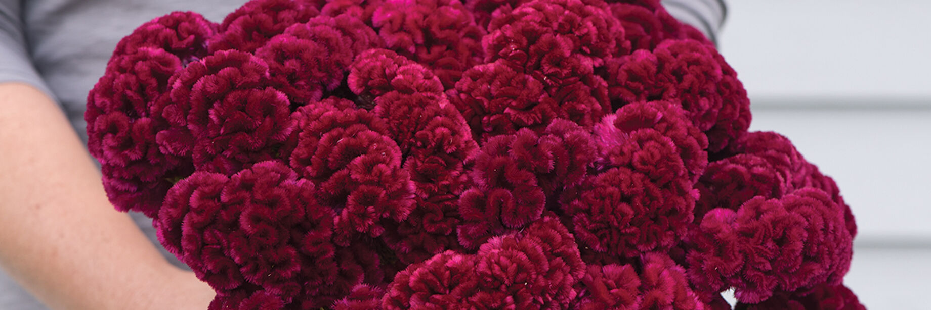 Celosia Seeds - Organic Varieties | Johnny's Selected Seeds