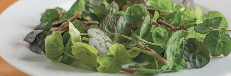 Shoot Seeds - Organic Varieties | Johnny's Selected Seeds