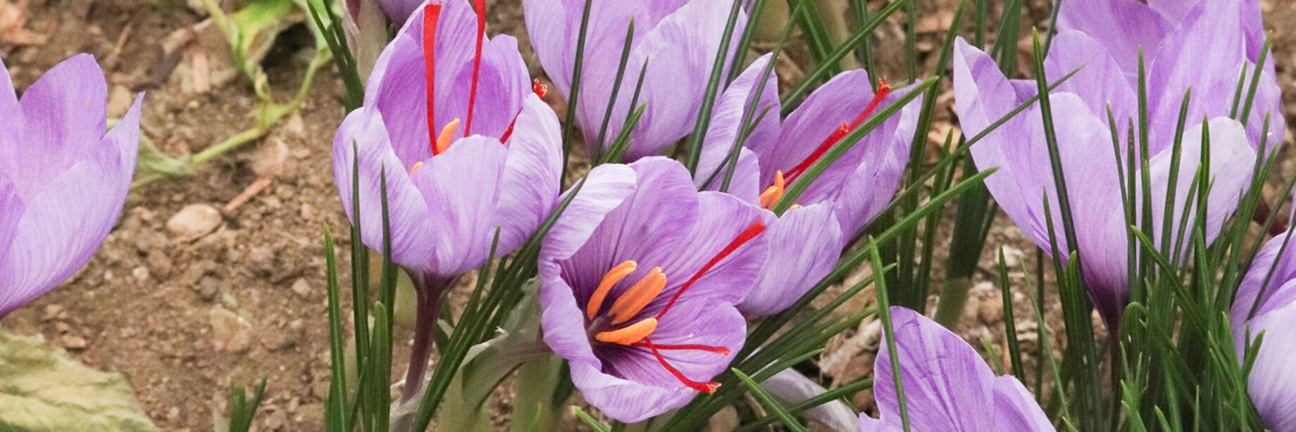 Saffron Crocus Bulbs (Corms) | Johnny's Selected Seeds