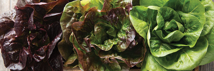 Sets | Johnny's Selected Seeds