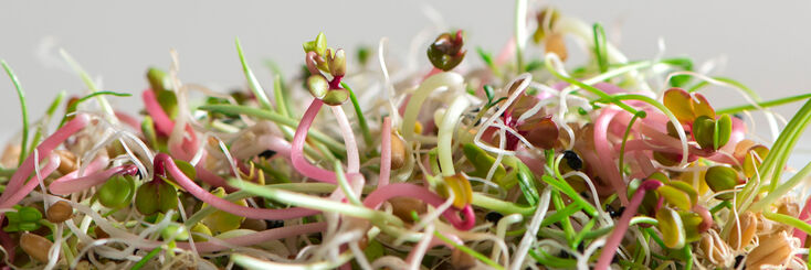 Sprouting Seeds - Organic Varieties | Johnny's Selected Seeds