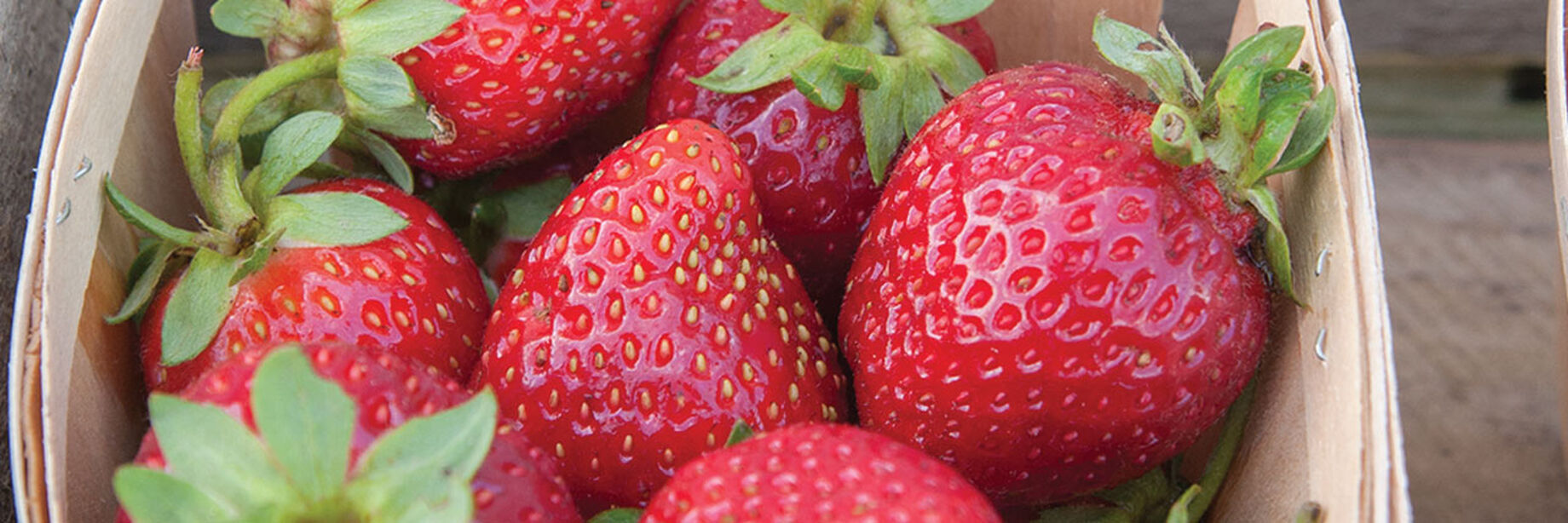 Fall-Planted Strawberry Plants