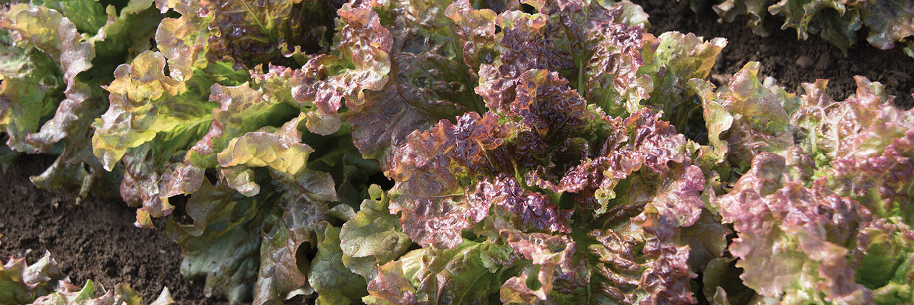 Full-Size Leaf Lettuce | Johnny's Selected Seeds