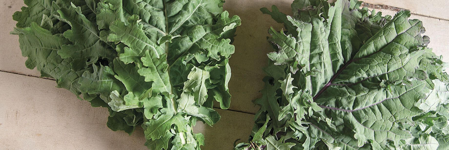 Siberian Kale Seeds | Johnny's Selected Seeds