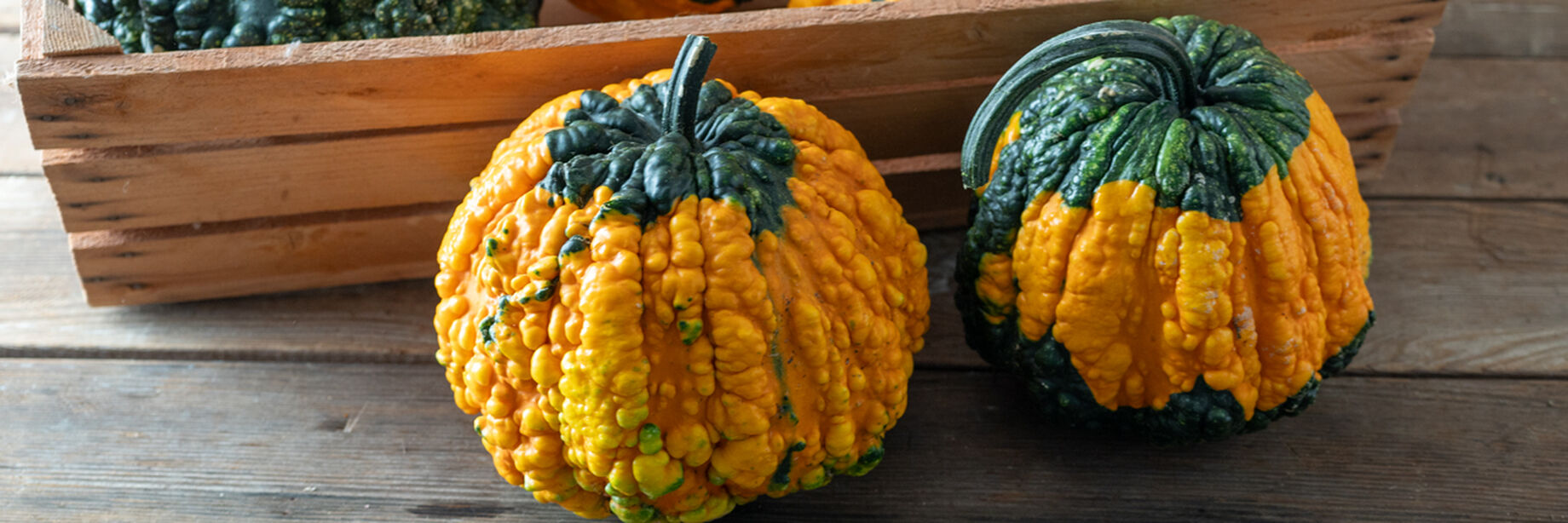 Unique & Unusual Seeds | Johnny's Selected Seeds