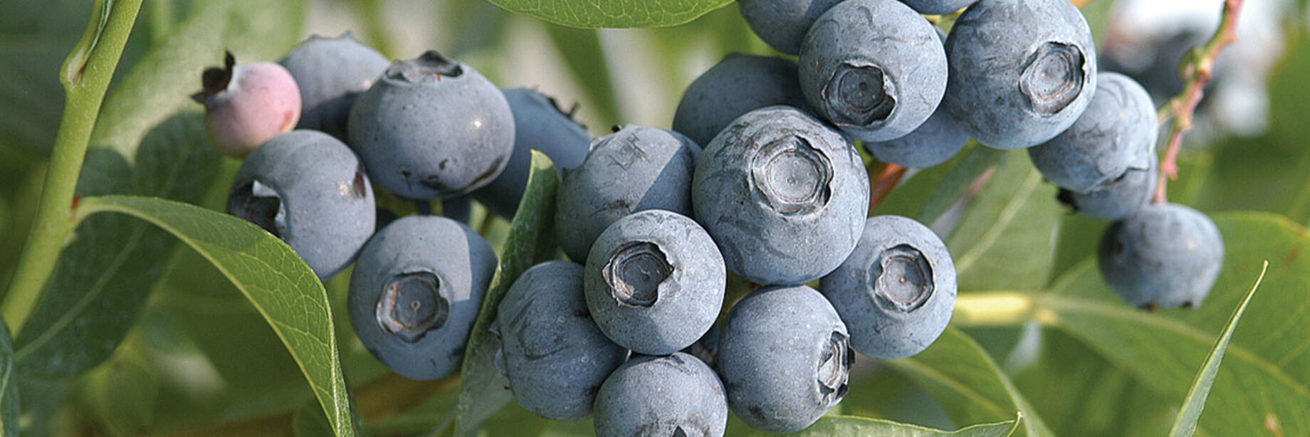 New Fruit Seed Offerings for 2026 | Johnny's Selected Seeds