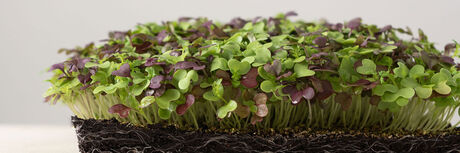 Microgreen Seeds - 100% Guaranteed | Johnny's Selected Seeds