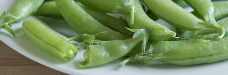 Snap Pea Seeds - Organic Varieties | Johnny's Selected Seeds